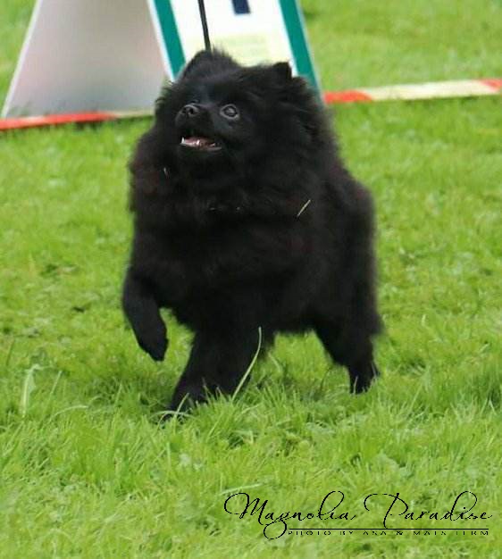 Lego – Magnolia Paradise